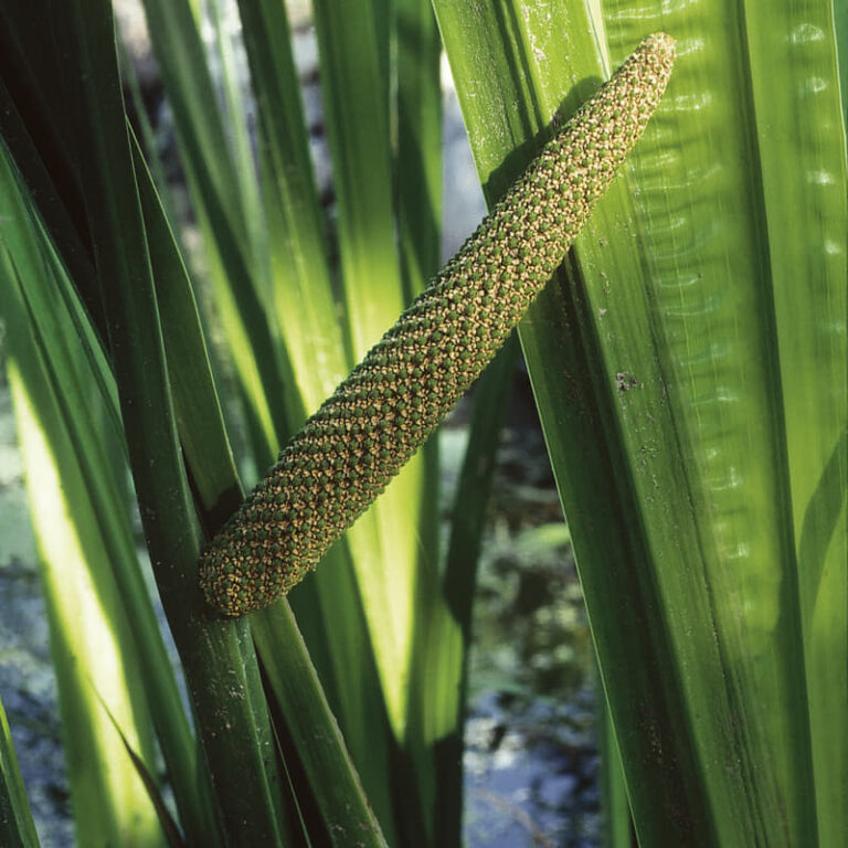 Naslovnica — Gorki Pelinkovac