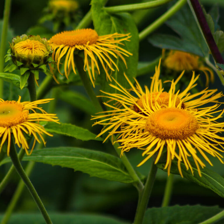 Naslovnica — Gorki Pelinkovac